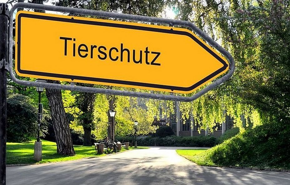 Möglichkeiten für Städte und Gemeinden, sich in Sachen Tierschutz zu ...